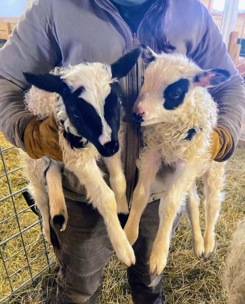‘Happy animals’ sheep operation goes solar in Maine - Resource Rural